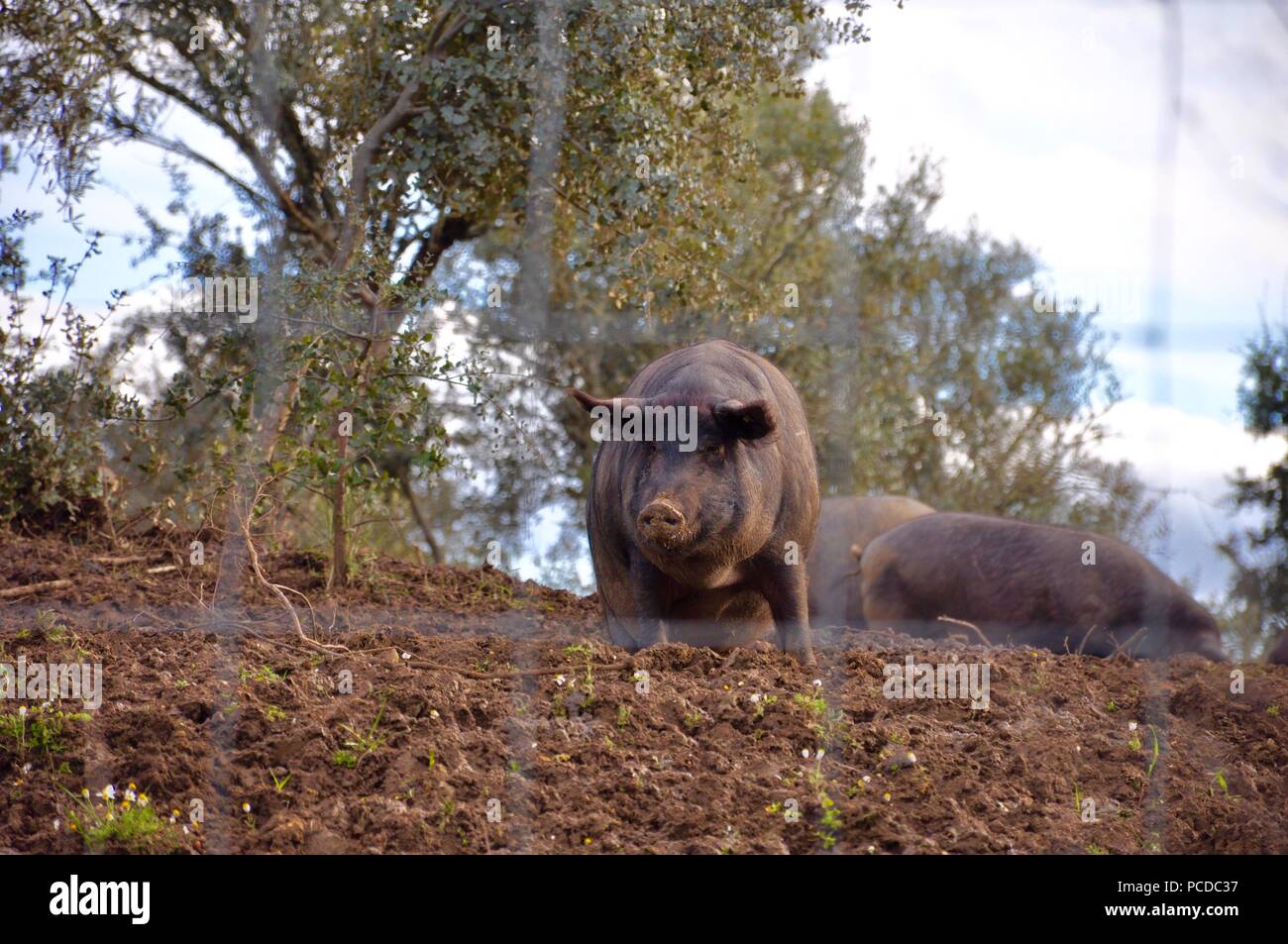 Jamon jamon hi-res stock photography and images - Alamy