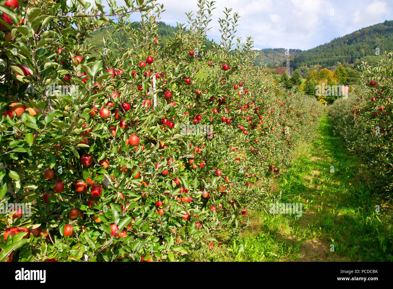 Apple tree plantation germany hi-res stock photography and images - Alamy