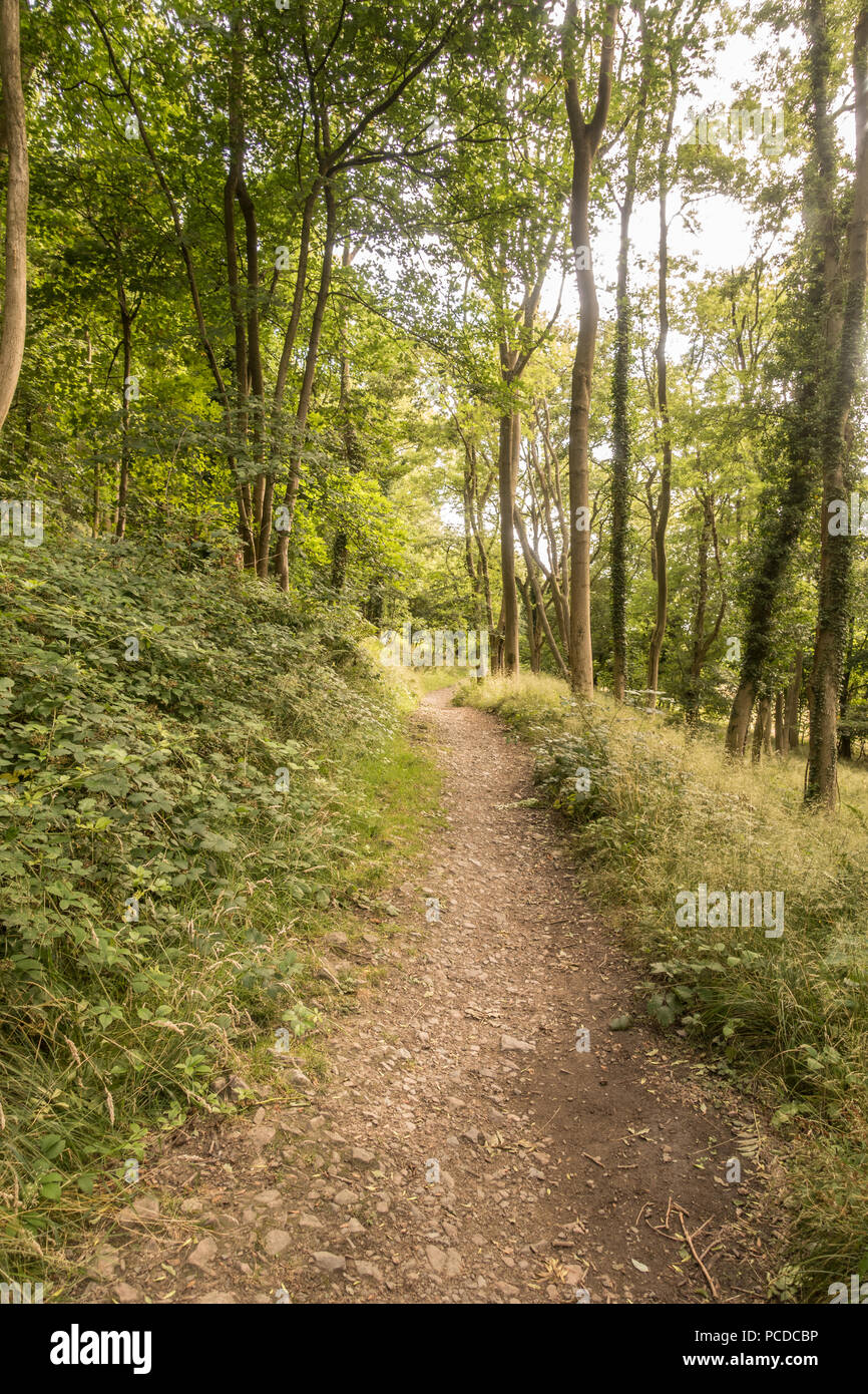 Amongst dense vegetation hi-res stock photography and images - Alamy