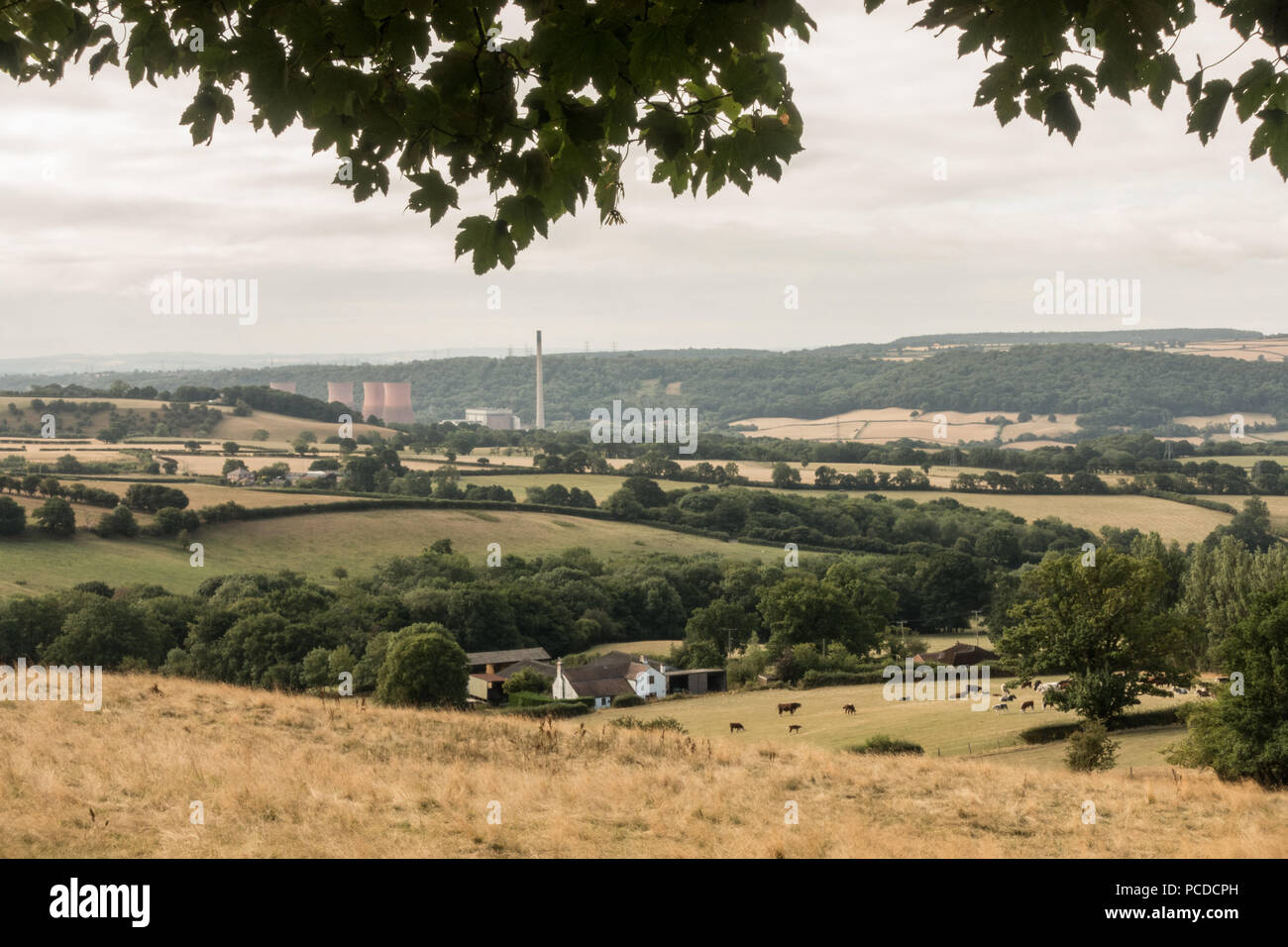 Woodland walk amongst the trees in the forest at The Wrekin in Telford ...