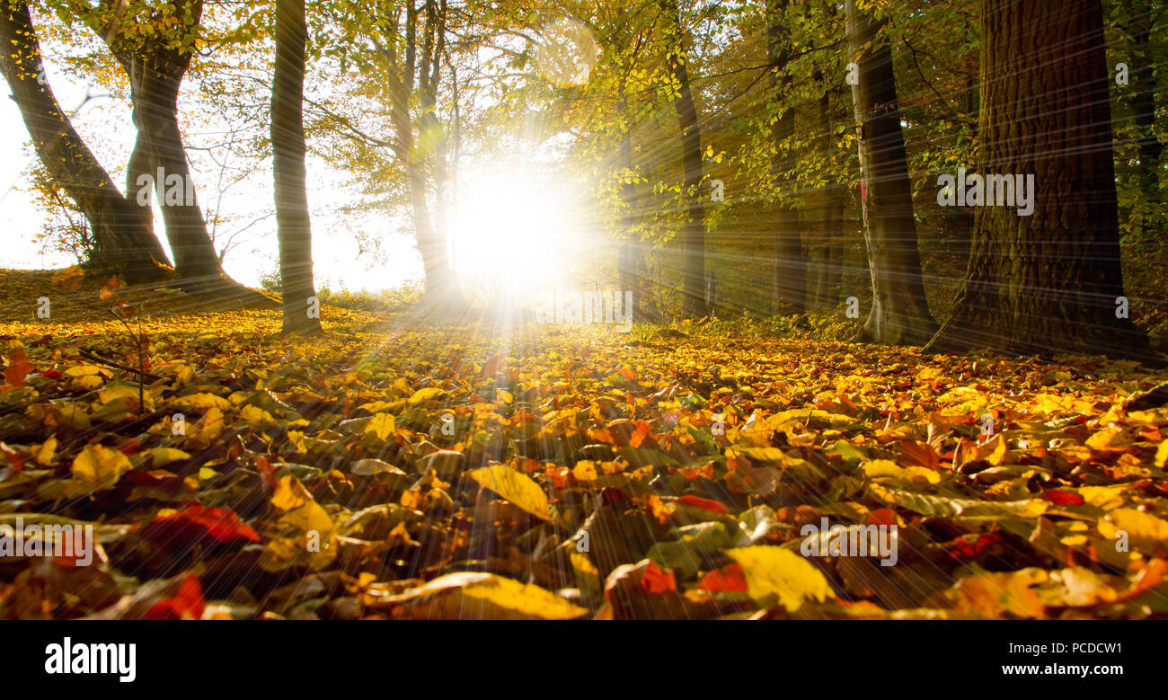 Autumn environment and weather hi-res stock photography and images - Alamy