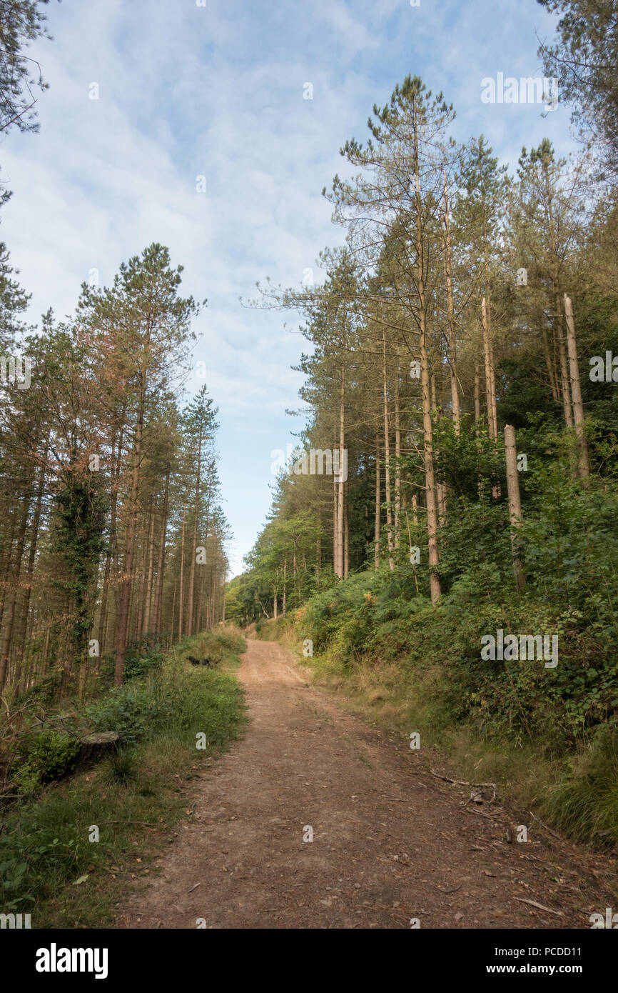 Woodland walk amongst the trees in the forest at The Wrekin in Telford ...