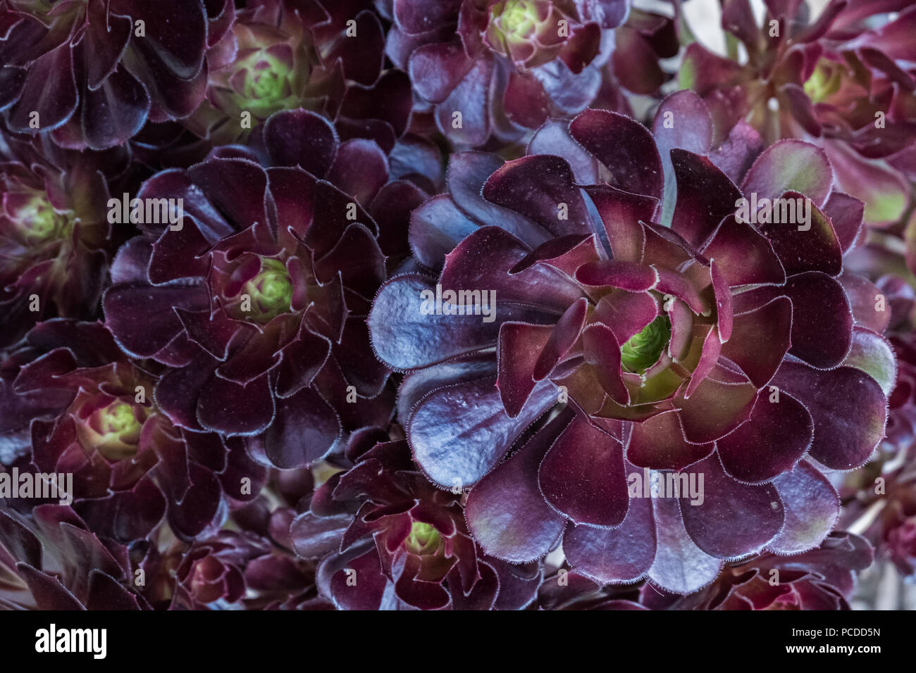 Nature wallpaper background of fat plant. Close-up texture photo. No ...