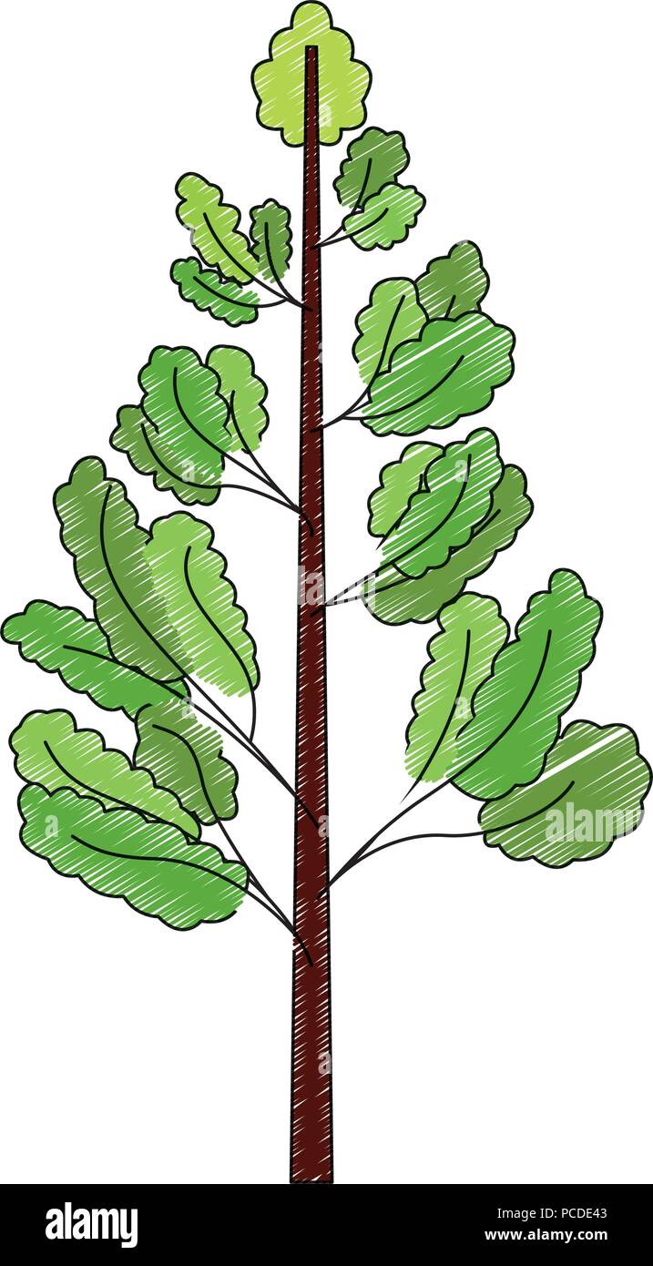 pine tree plant isolated icon vector illustration design Stock Vector ...