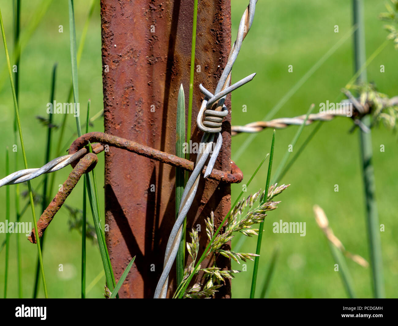 Weeds grow up and under barbed wire on a fence post in a field near ...