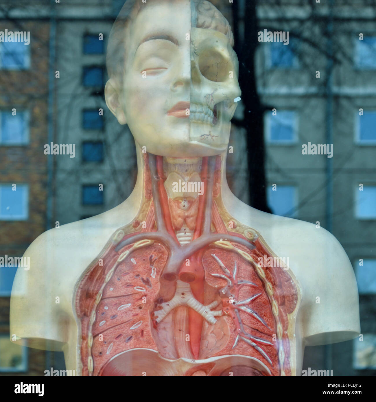 Anatomies Stock Photos & Anatomies Stock Images - Alamy