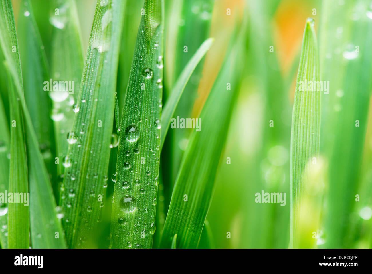 Detail of drops of water on the grass Stock Photo - Alamy