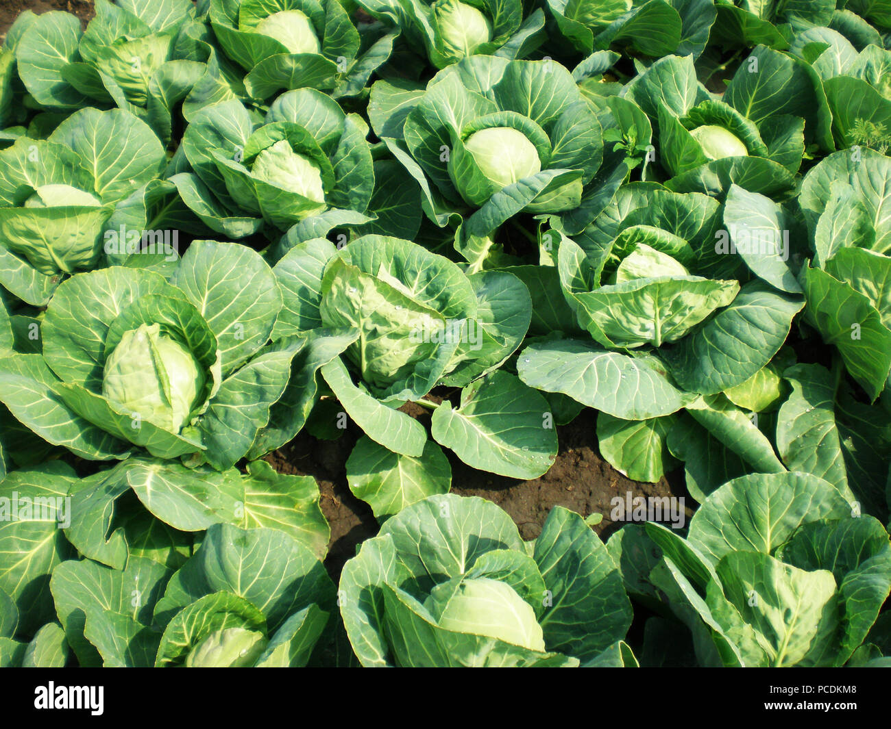 fresh cabbage in the field. good harvest. farming. agroculture Stock ...