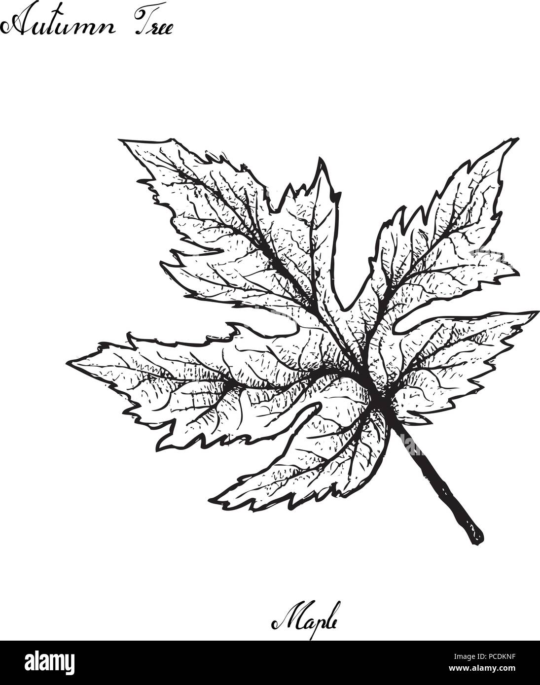 Autumn Tree, Illustration Hand Drawn of Beautiful Maple Leaf Isolated ...