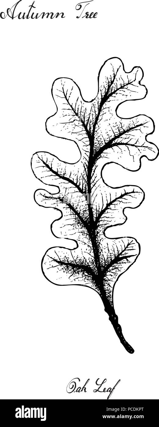 Autumn Tree, Illustration Hand Drawn of Oak Leaf. Symbolic Tree to Show ...