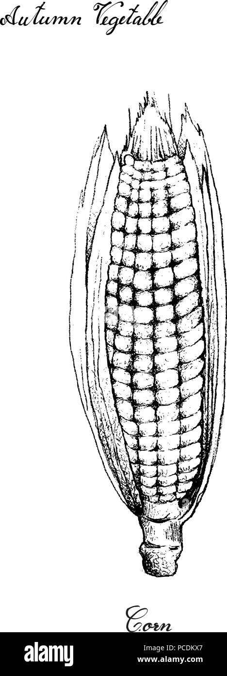 Shuck vector vectors hi-res stock photography and images - Alamy