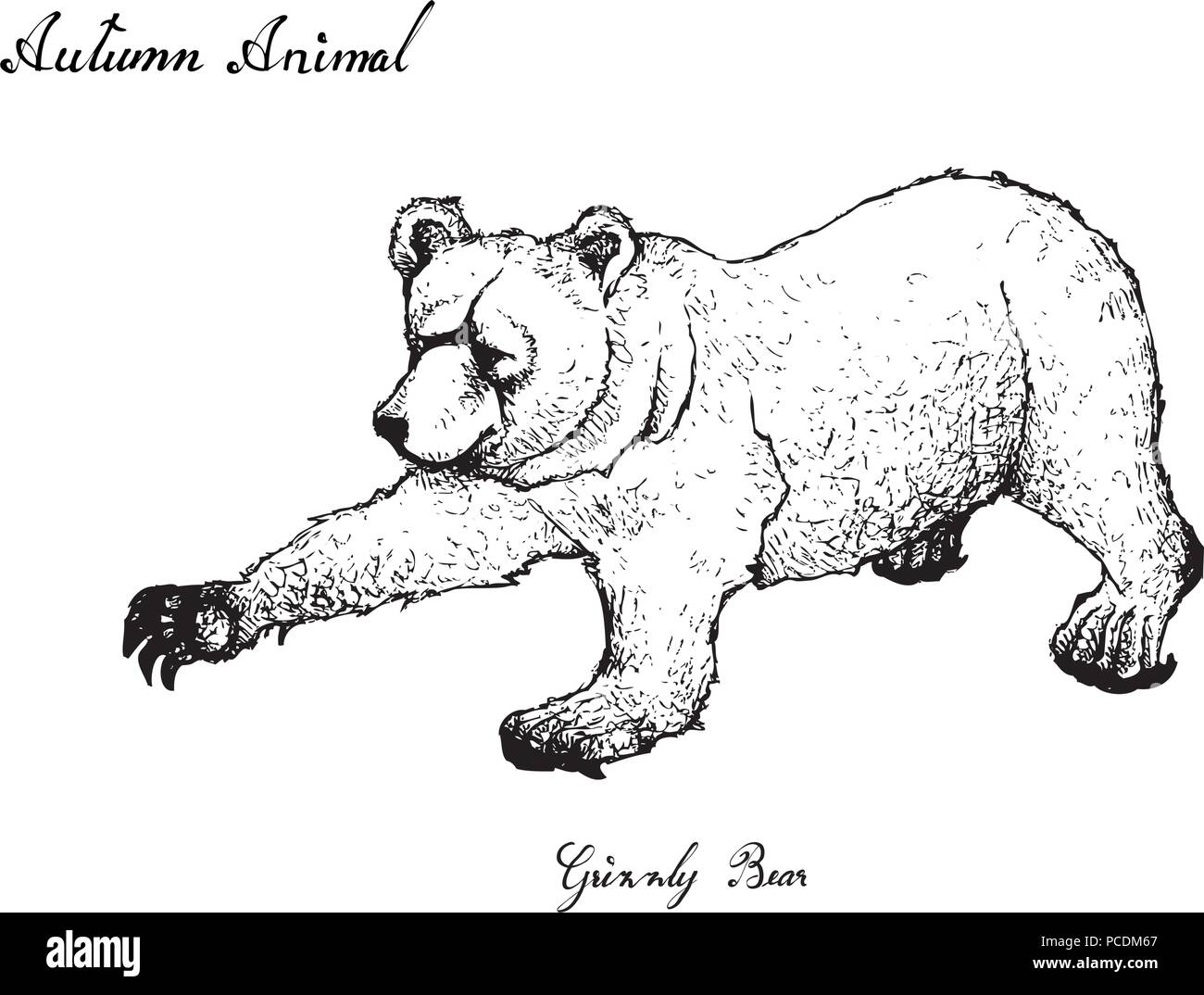 Autumn Animal, Illustration Hand Drawn of Grizzly Bear Isolated on ...