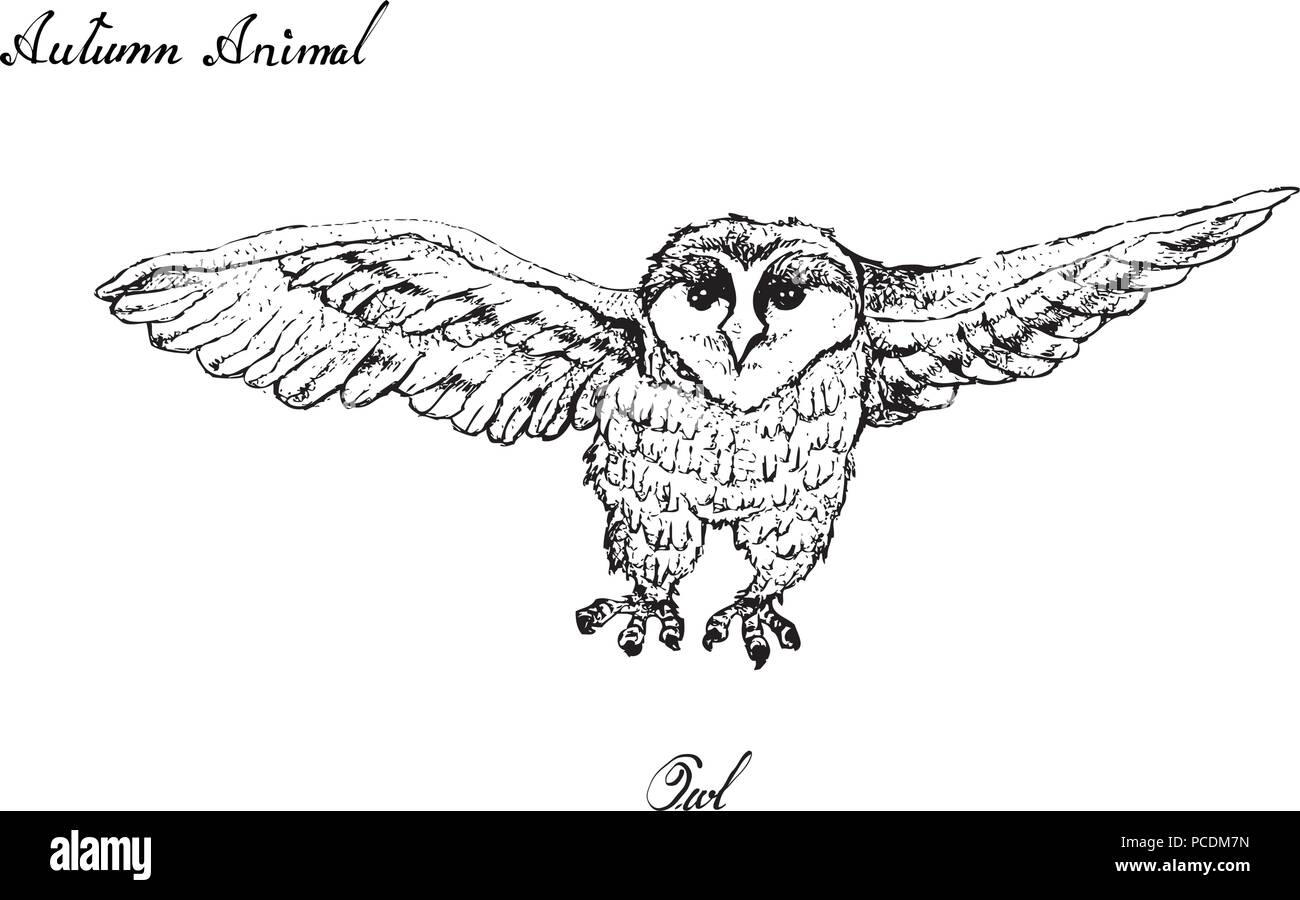 Autumn Animal, Illustration Hand Drawn of Owl Isolated on White ...