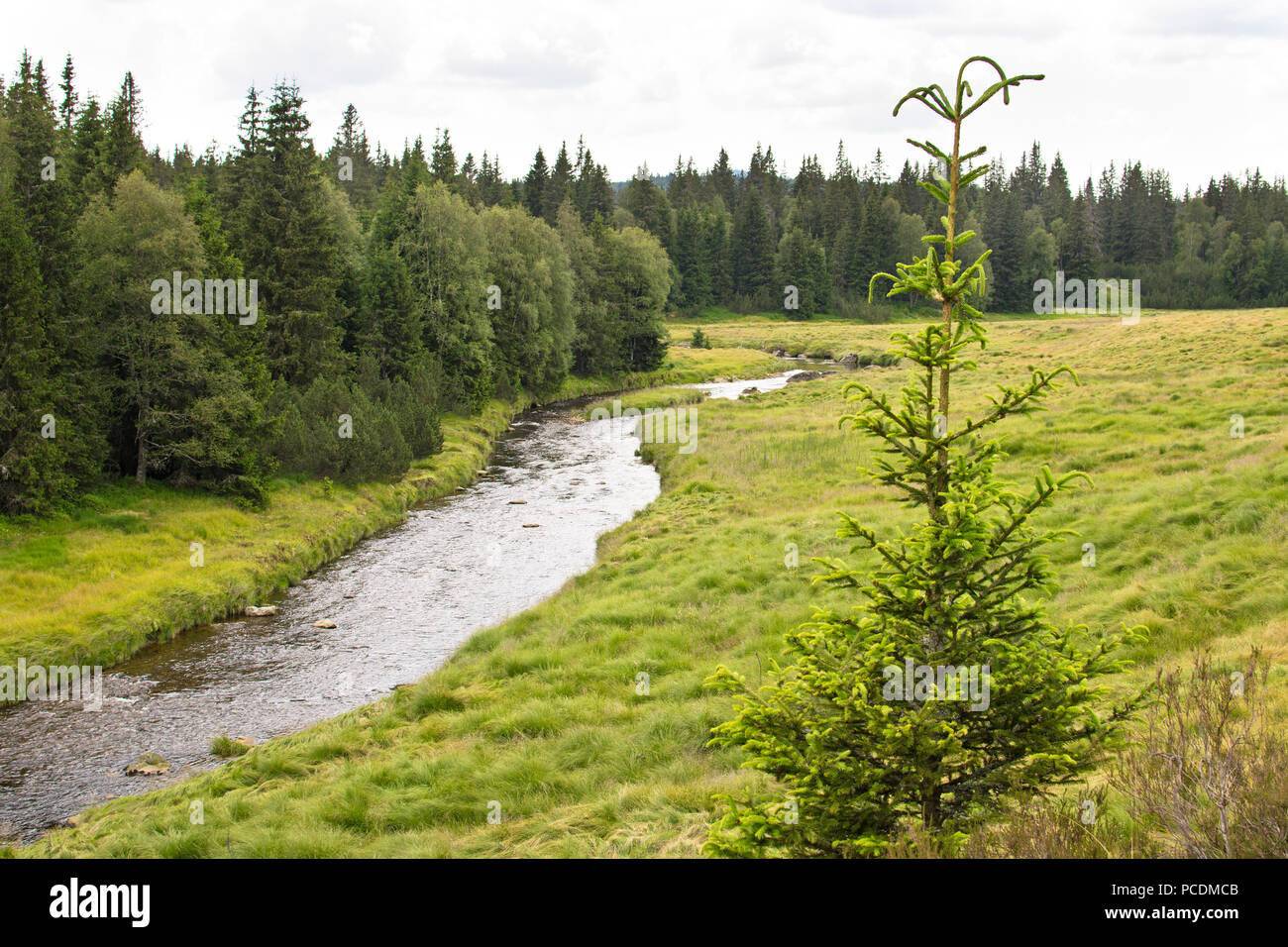 Lonely tree on the meadow in the Bohemian Forest Stock Photo - Alamy