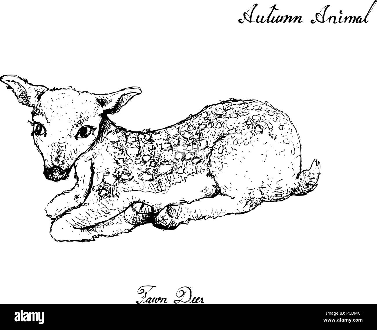 Autumn Animal, Illustration Hand Drawn of Fawn Deer Isolated on White ...