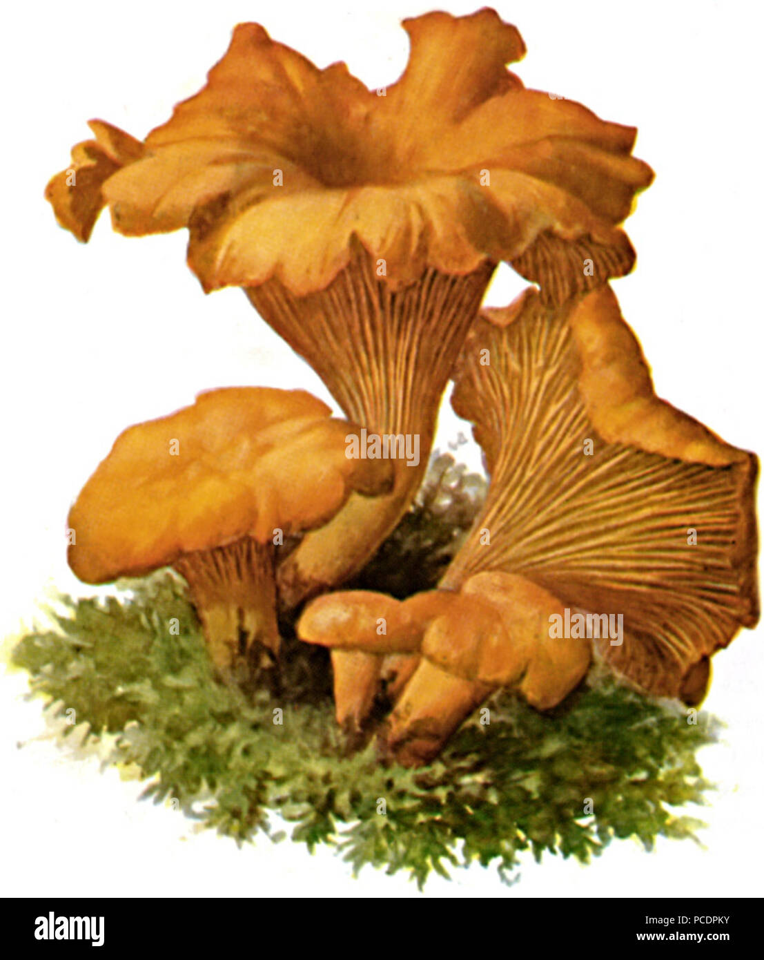 Pfifferling hi-res stock photography and images - Alamy