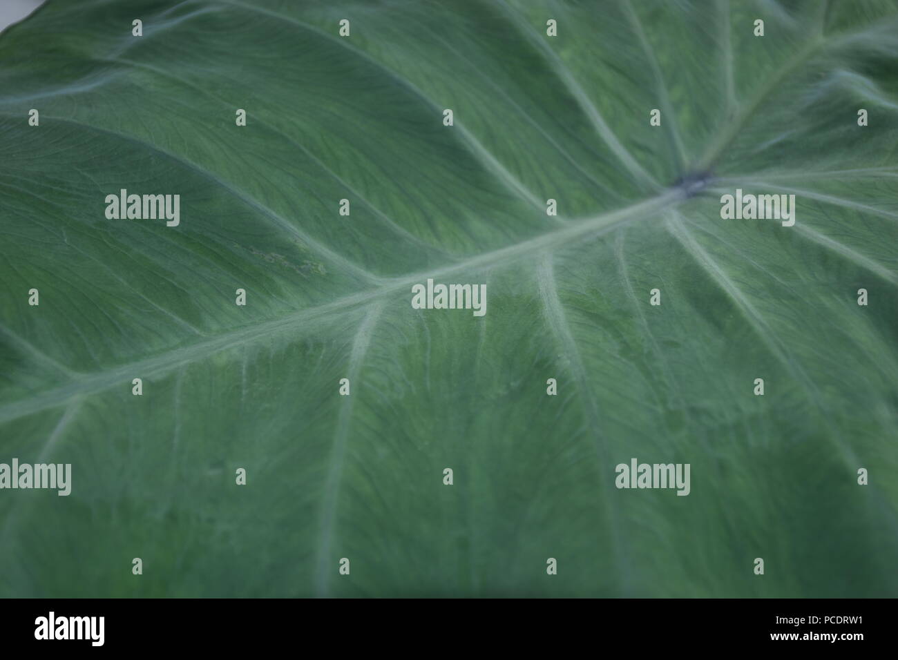 Green Leaf with Ridges Stock Photo - Alamy