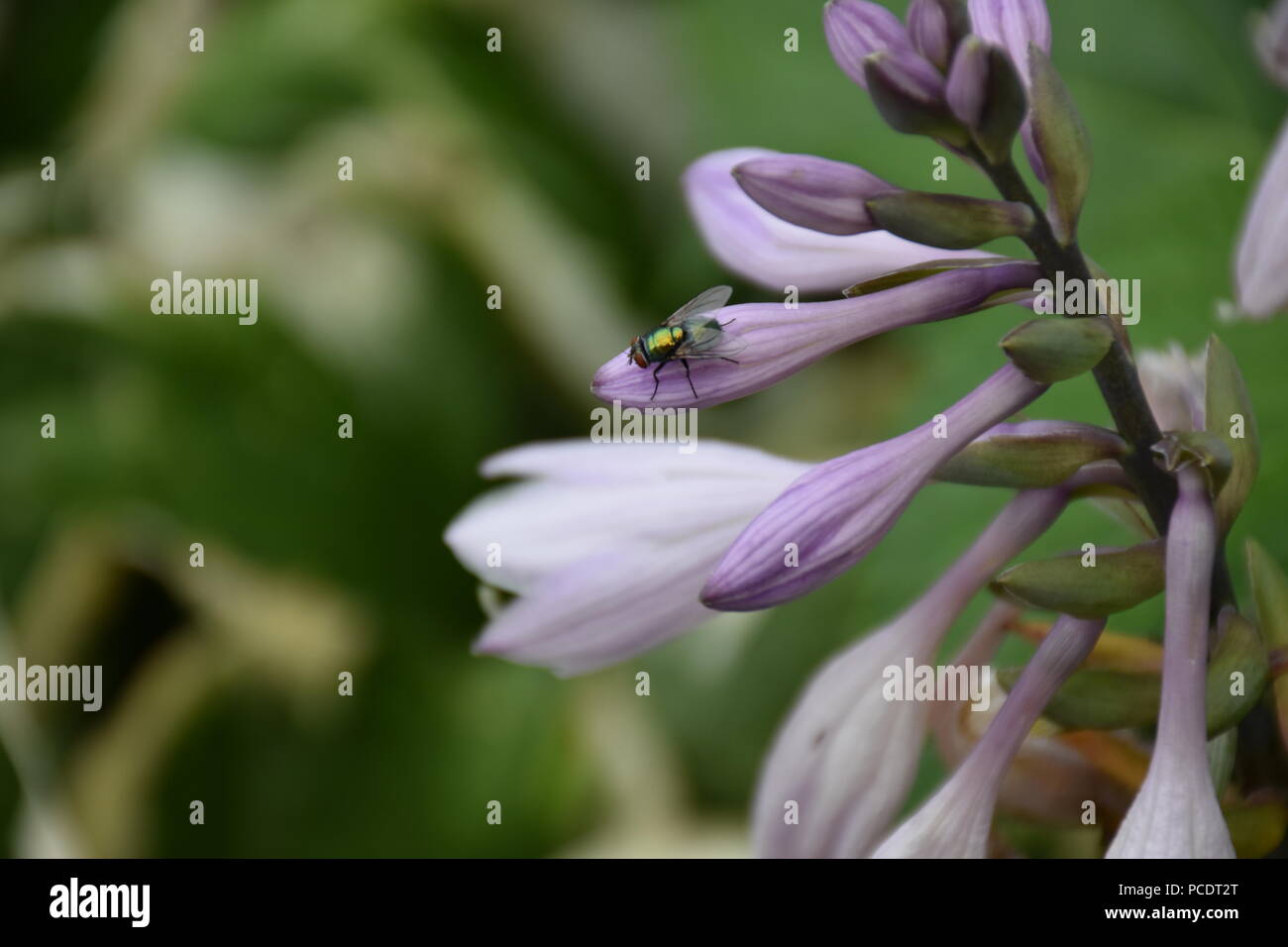Purple Flower with insect on petal Stock Photo - Alamy