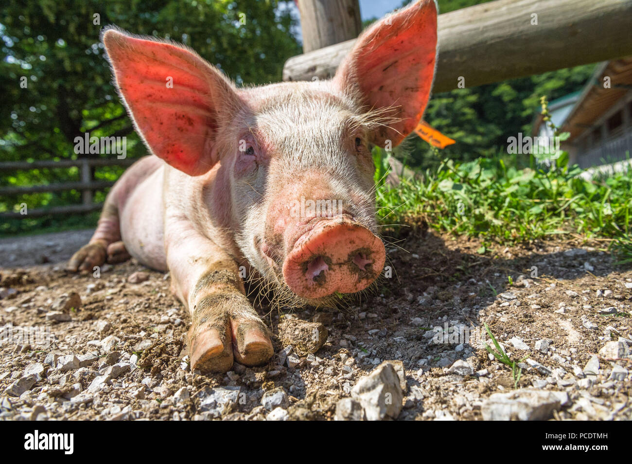 Hot Pink Pig Face Stock Photos & Hot Pink Pig Face Stock Images - Alamy