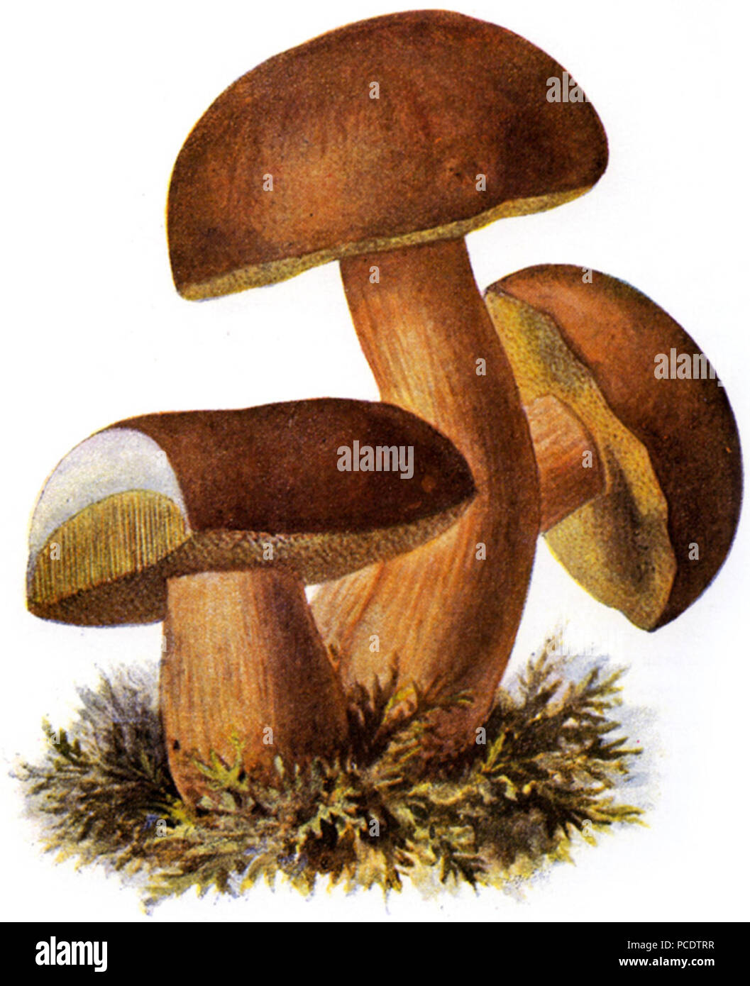 Maronenröhrling hi-res stock photography and images - Alamy