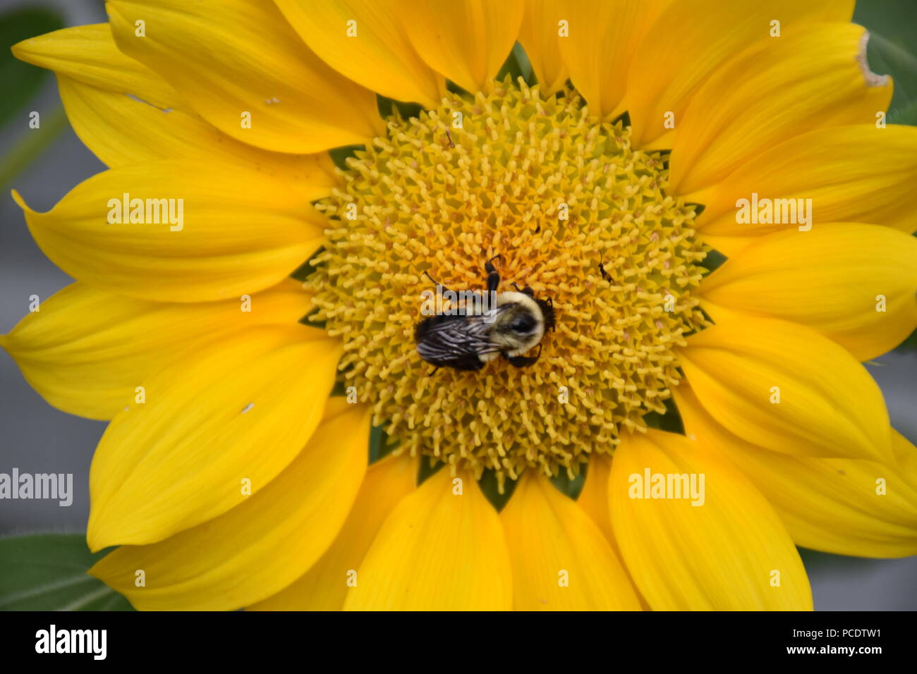 Bright Yellow Sunflower with Bee Stock Photo - Alamy