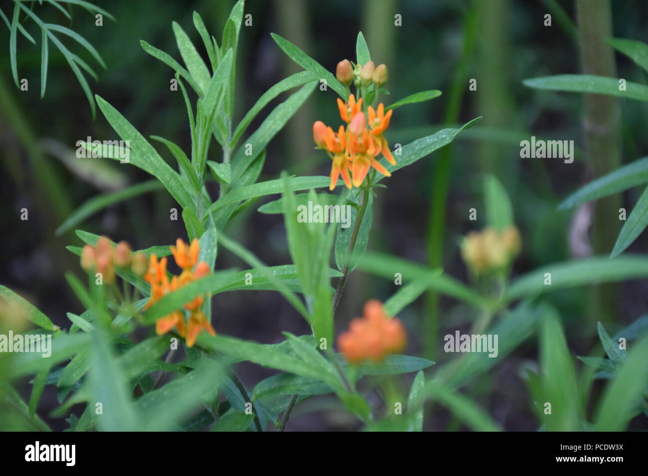 Tiny Orange Flowers on Bright Green Stems Stock Photo - Alamy