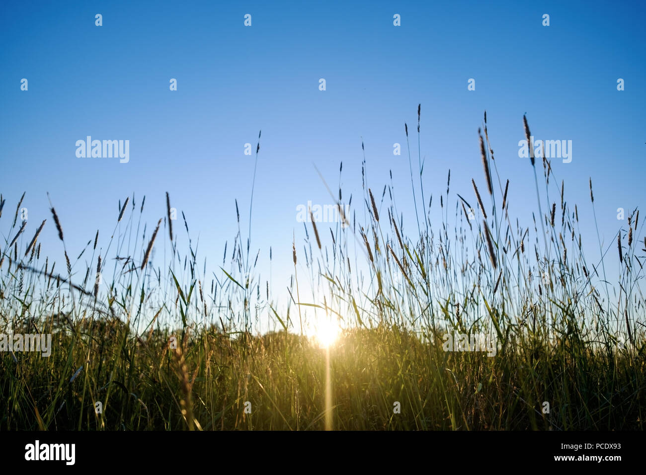 Grass field in the sunlight background Stock Photo - Alamy