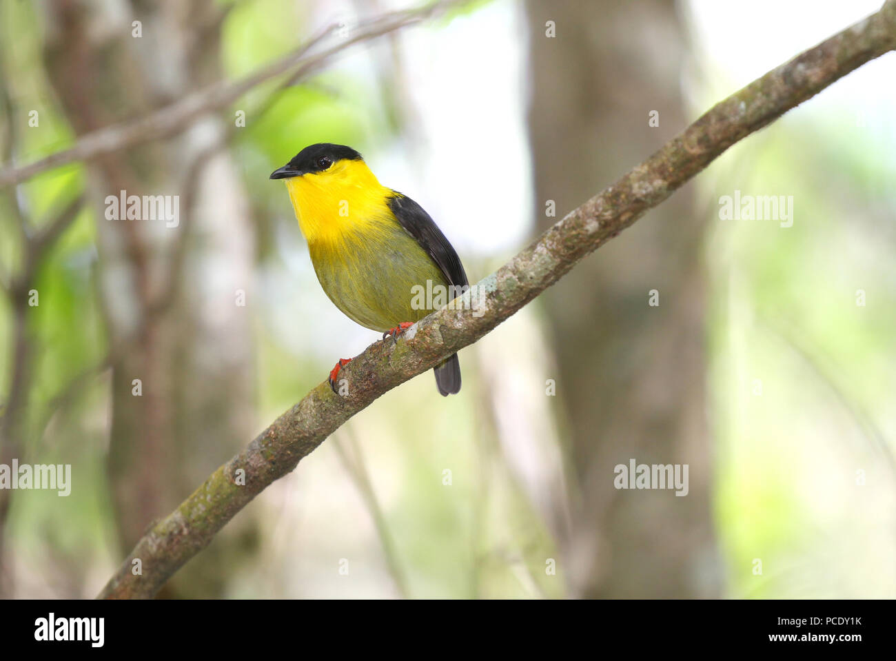 Beautiful Golden-collared Manakin male perched on a tree branch showing ...