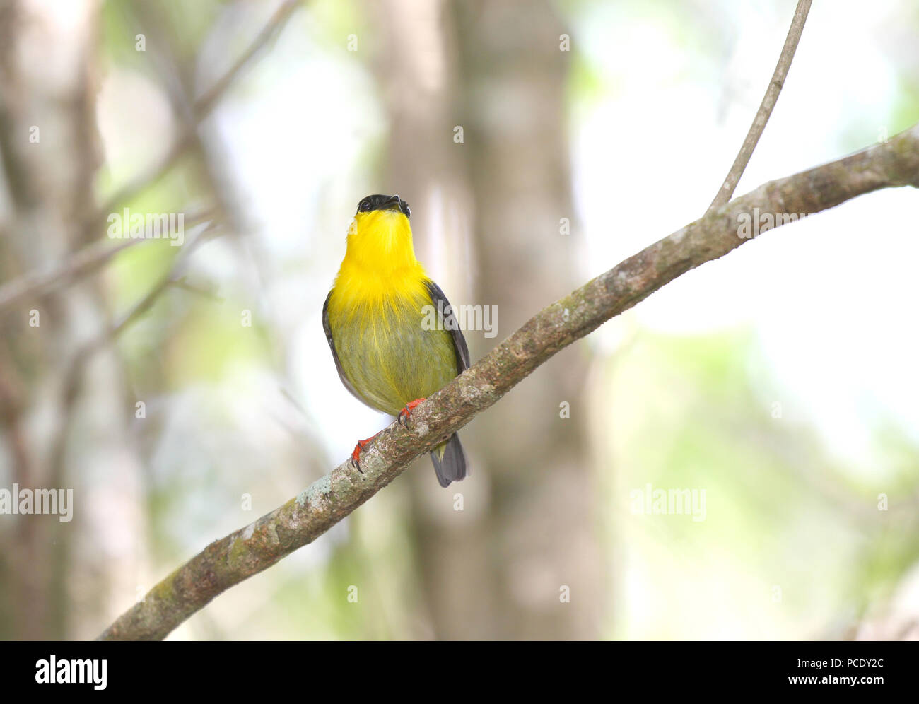 Beautiful Golden-collared Manakin male perched on a tree branch showing ...