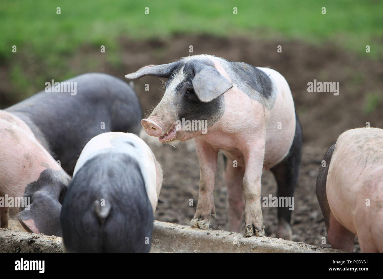 Feed Trough Pig High Resolution Stock Photography and Images - Alamy