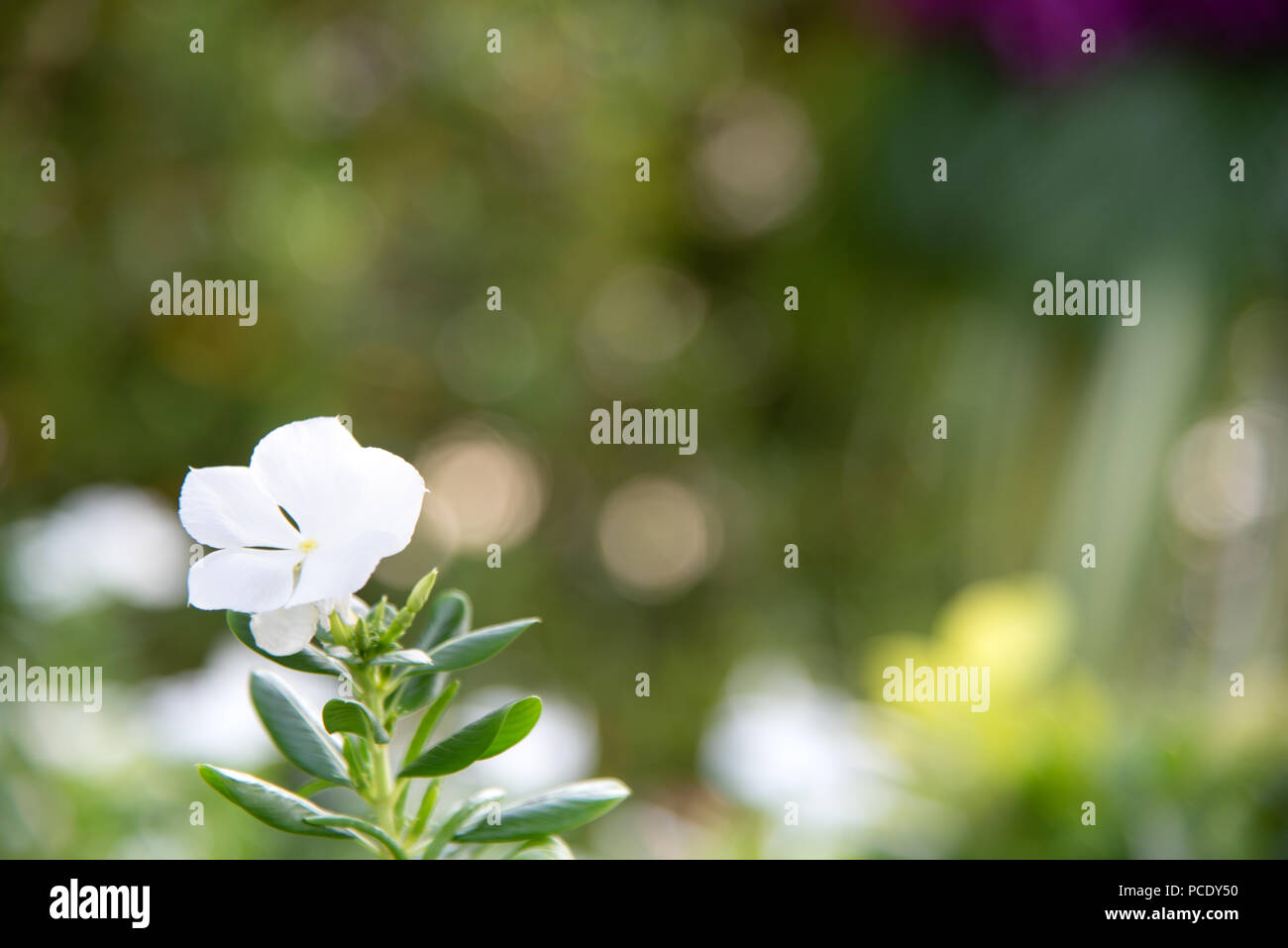 Abstract white flower hi-res stock photography and images - Alamy