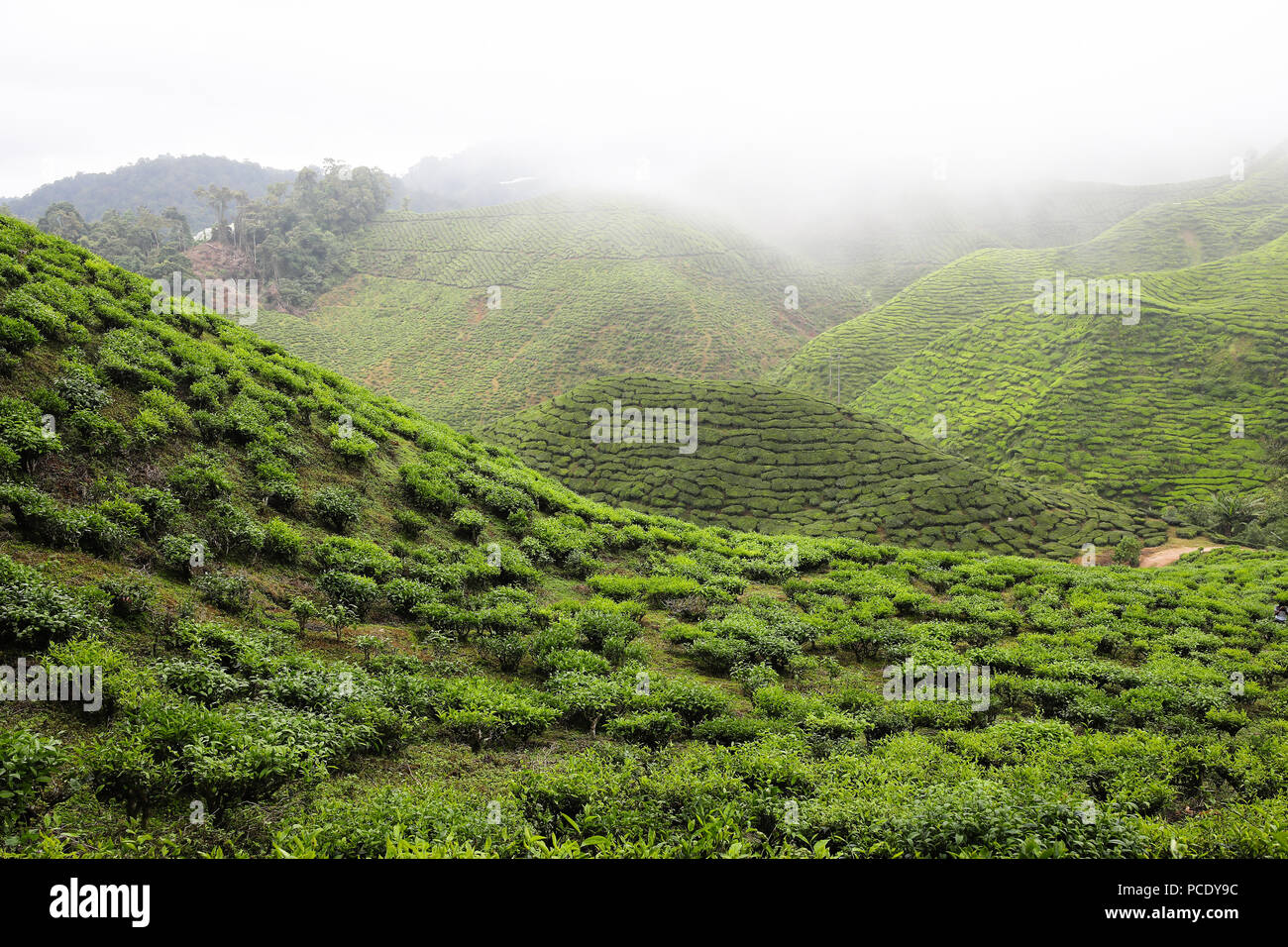 Cameron Highland Tea Farm Stock Photo - Alamy
