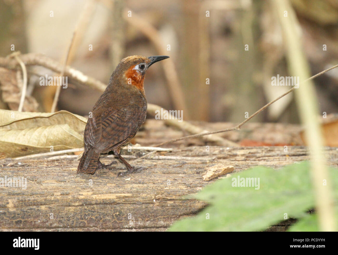 Beautiful Song Wren on top of an old log in the rain forest of Pipeline ...