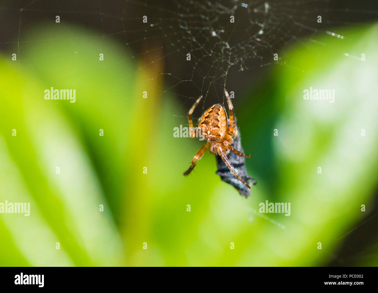Close up spider wrapping hi-res stock photography and images - Alamy