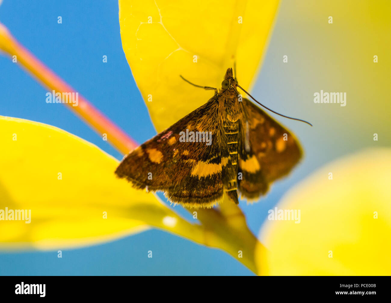 On privet leaf hi-res stock photography and images - Alamy