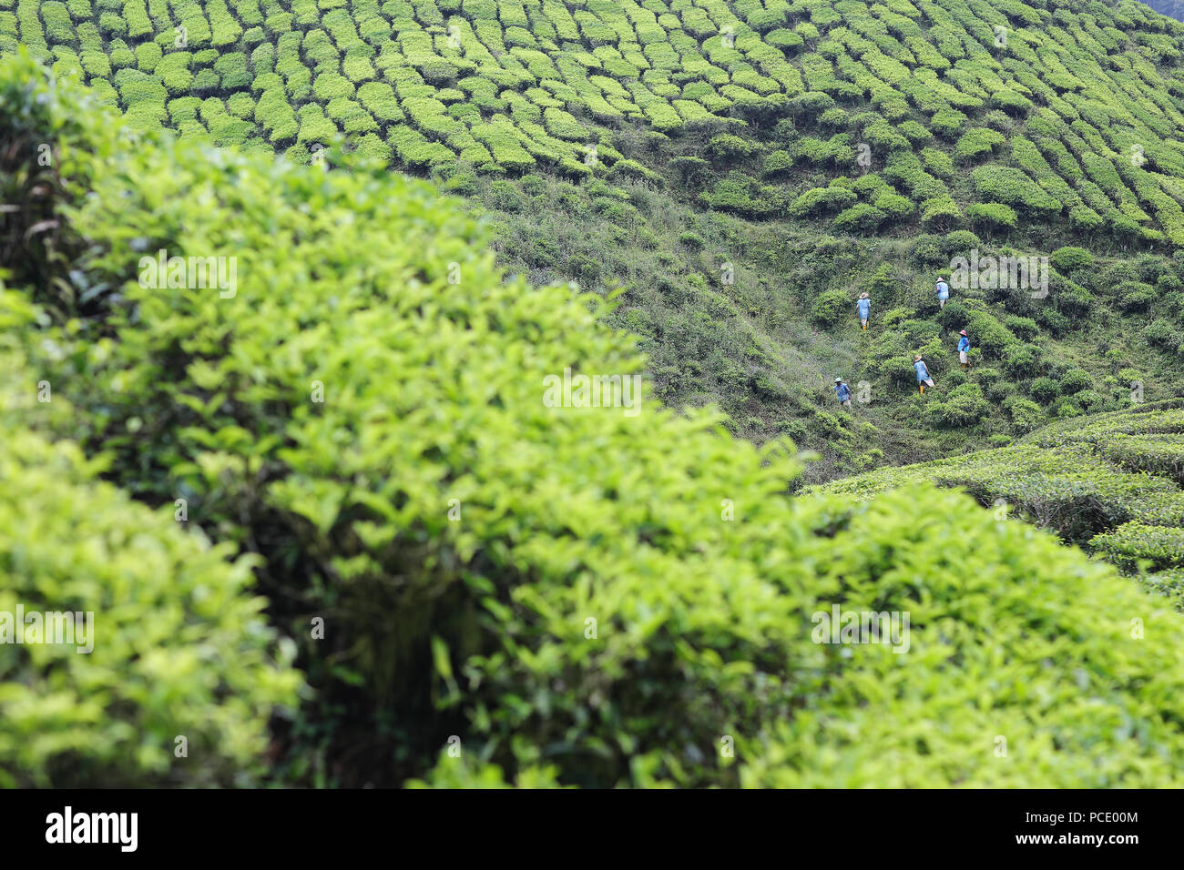 Cameron highland hi-res stock photography and images - Alamy
