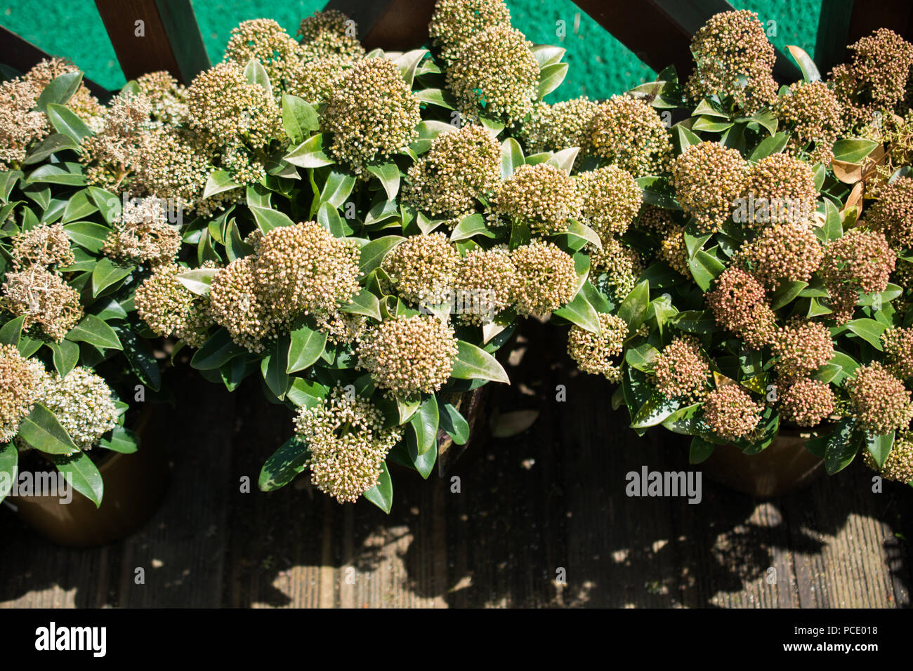Blooming beautiful colorful natural flowers in view Stock Photo - Alamy