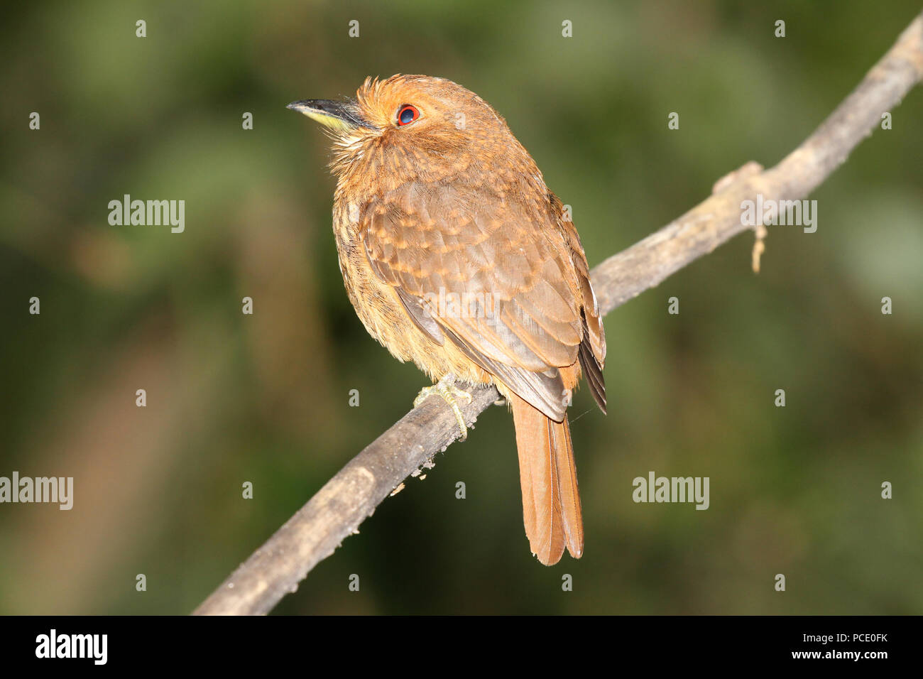 White-whiskered Puffbird female perched on a tree branch showing his ...