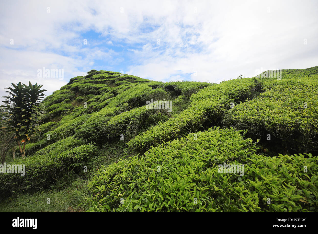 Cameron Highland Tea Farm Stock Photo - Alamy