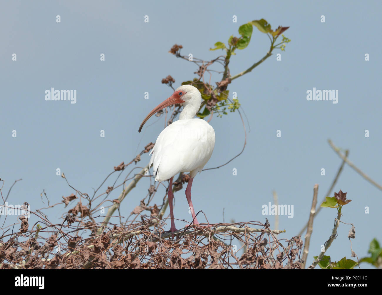 Tree top ibis hi-res stock photography and images - Alamy