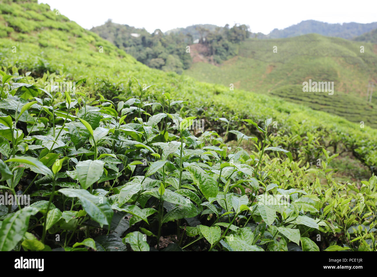 Cameron Highland Tea Farm Stock Photo - Alamy