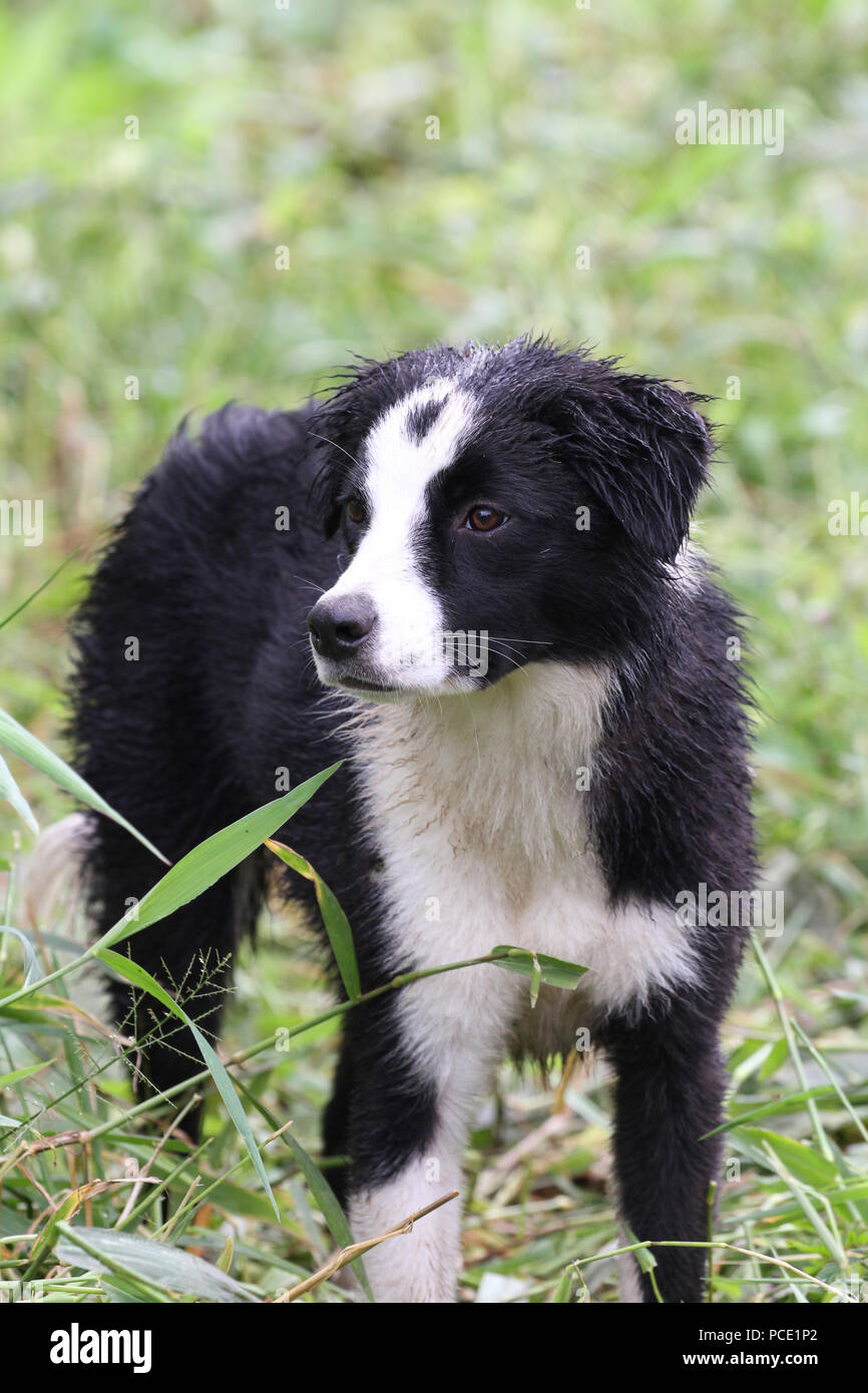 Anglo scottish border hi-res stock photography and images - Alamy