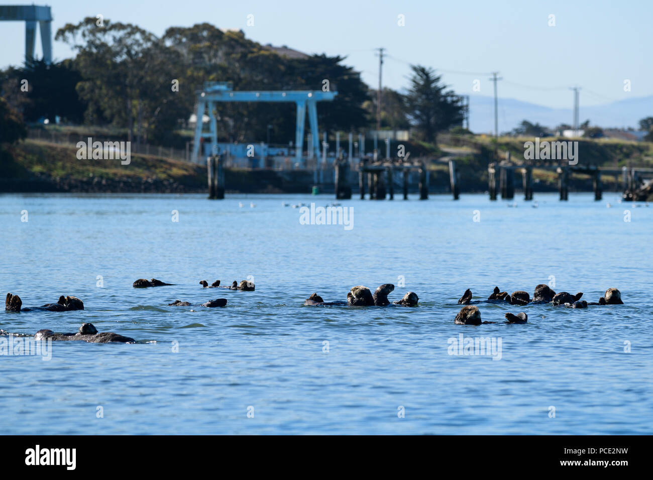 Sea Otters and pups play in the Elkhorn Slough at Moss Landing ...
