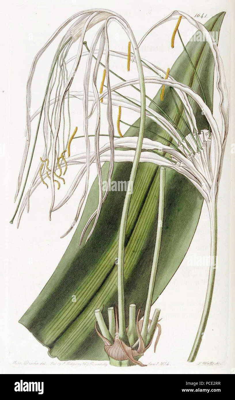 Spider lily hymenocallis species hi-res stock photography and images ...