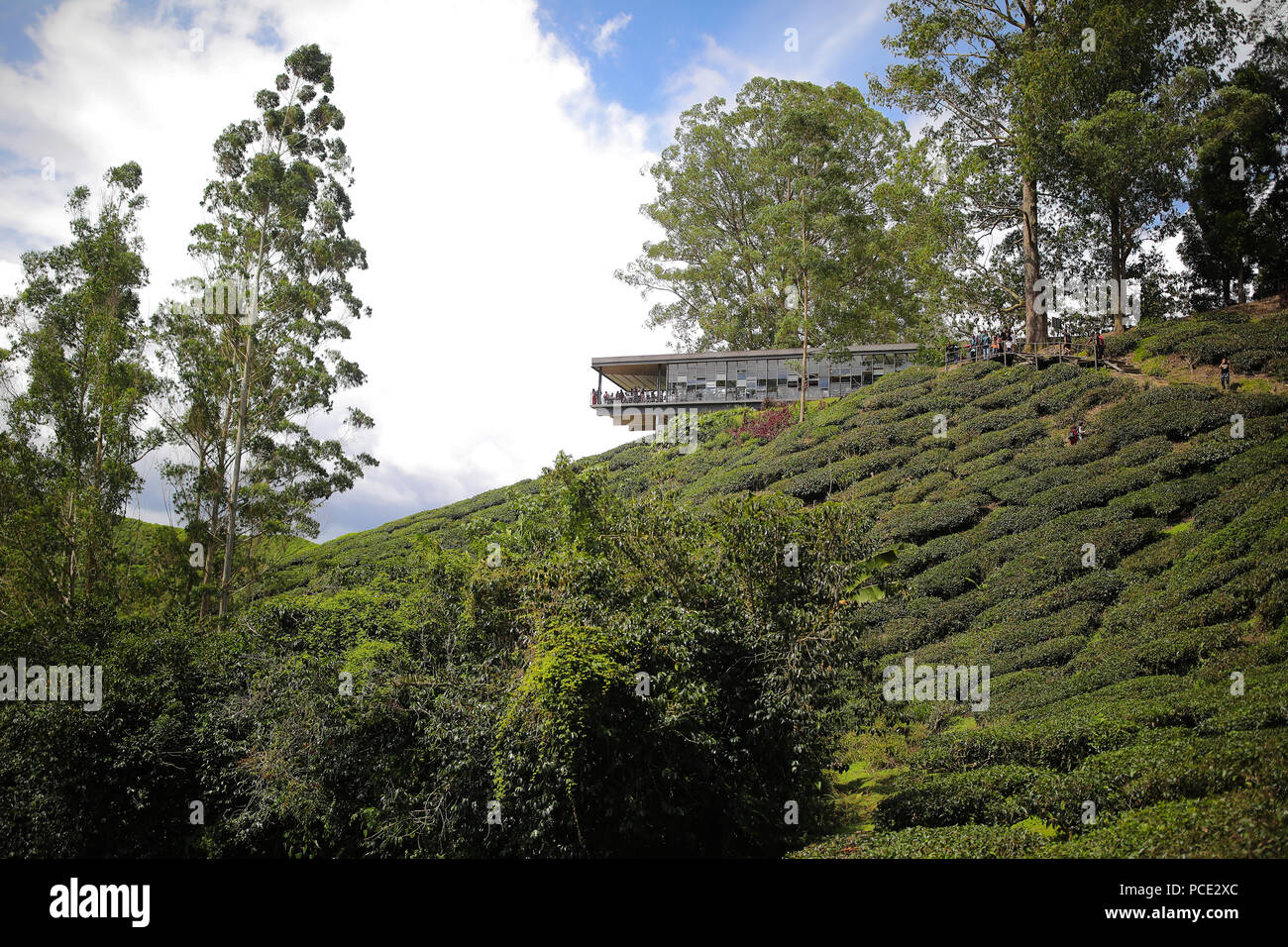 Cameron Highland Tea Farm Stock Photo - Alamy