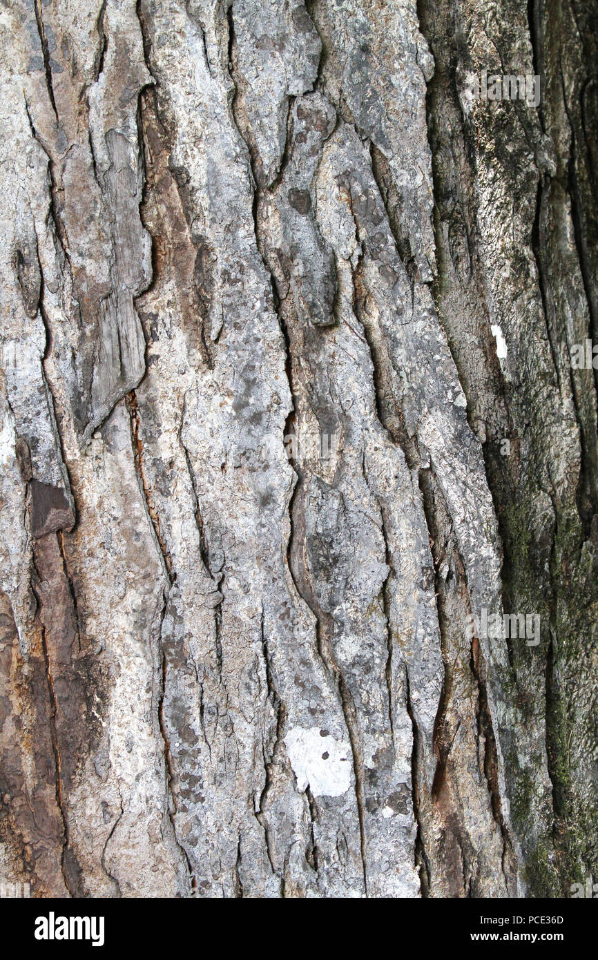 Mahogany bark hi-res stock photography and images - Alamy