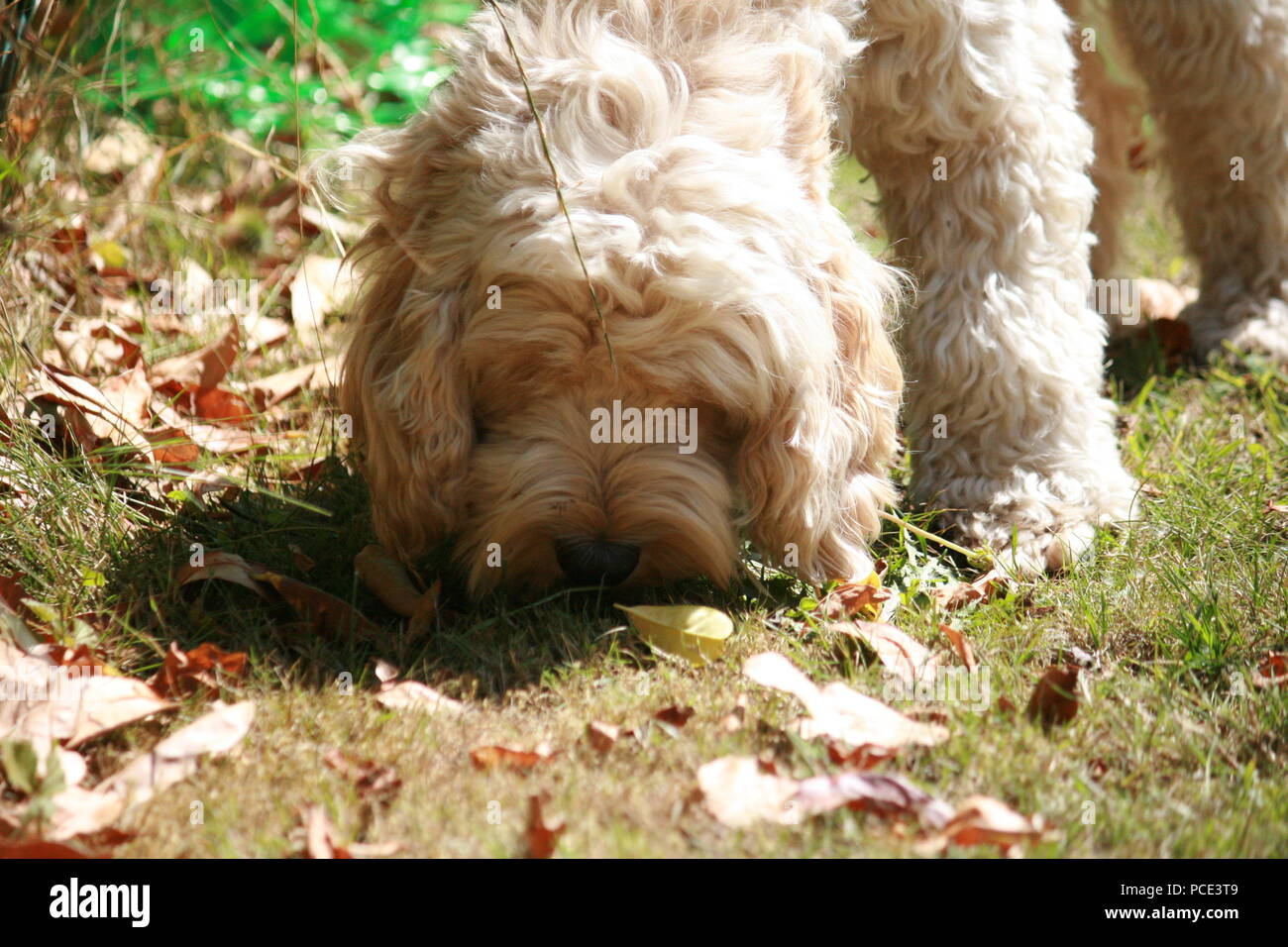 Furry shaggy leaves hi-res stock photography and images - Alamy
