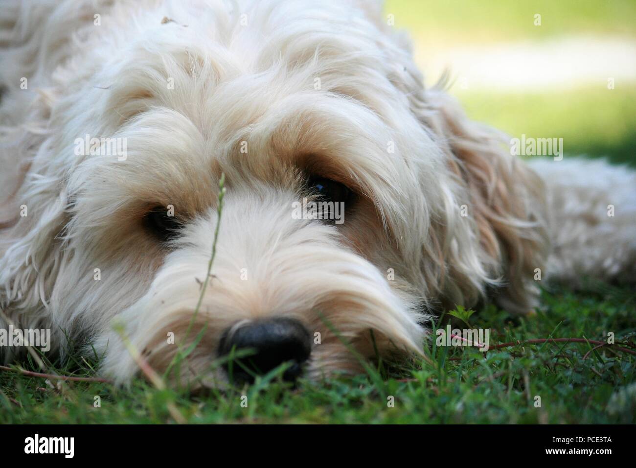 Cute cockapoo puppy Stock Photo - Alamy