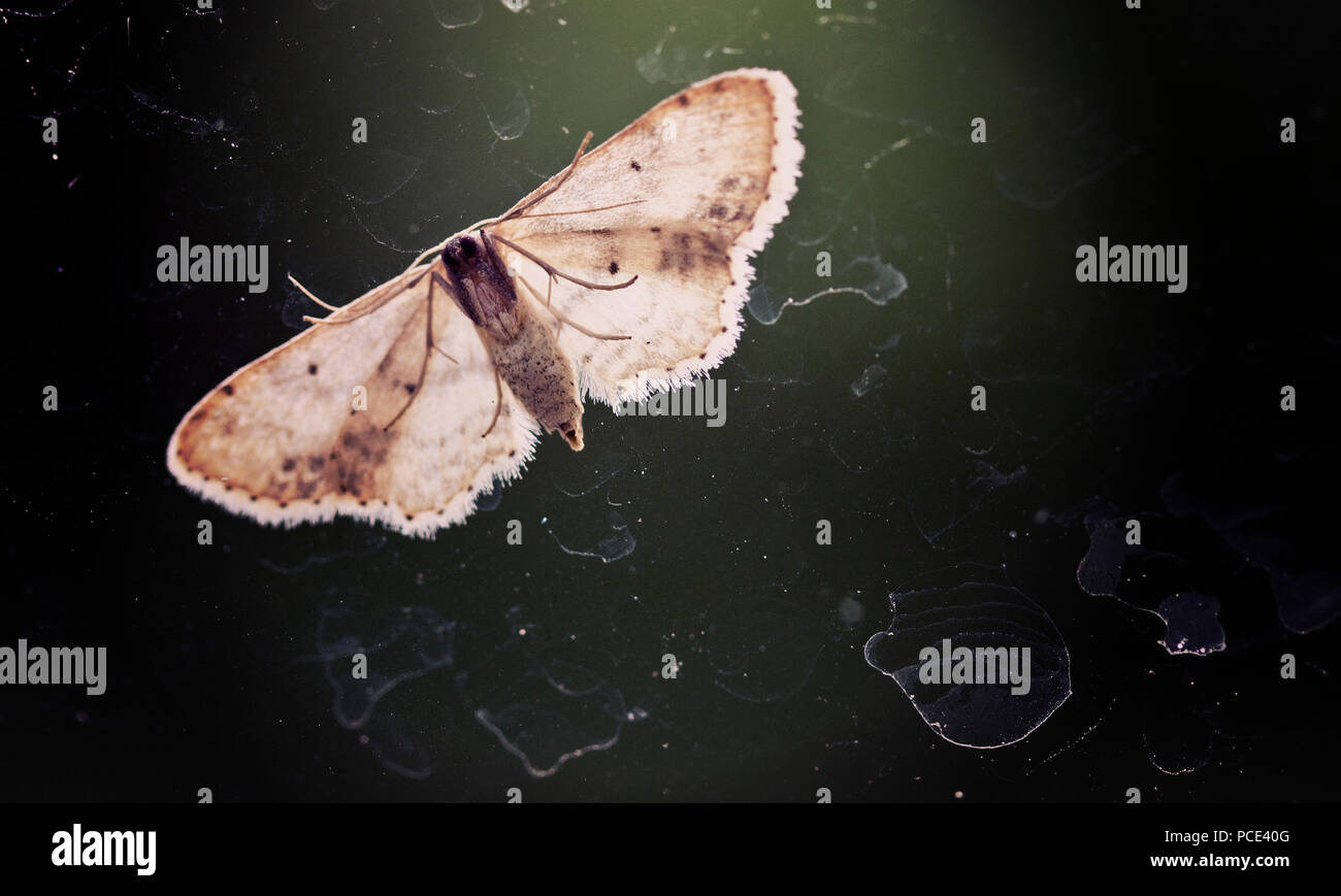 Night butterfly hi-res stock photography and images - Alamy
