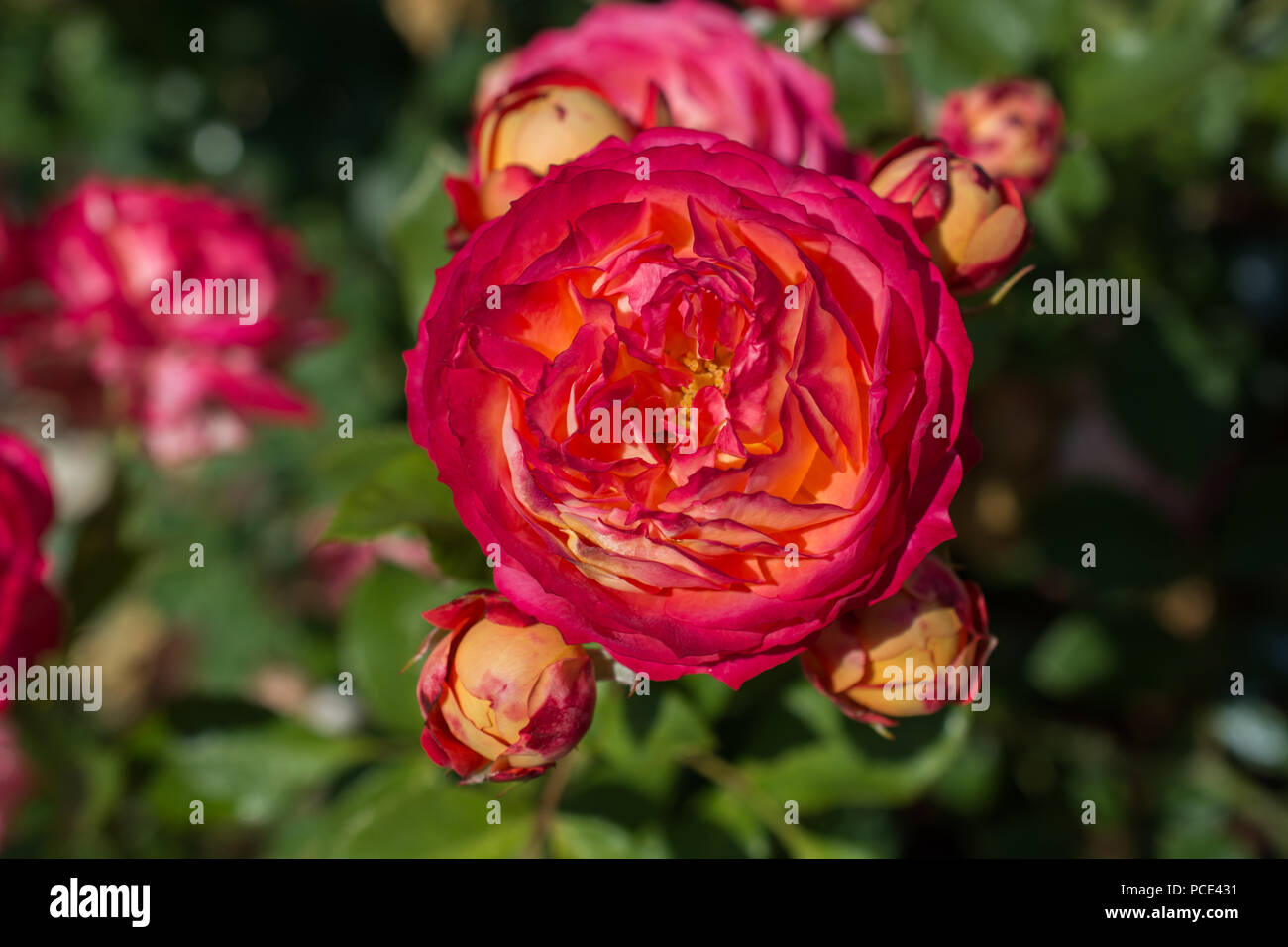 Blooming beautiful colorful rose in garden nature background Stock ...